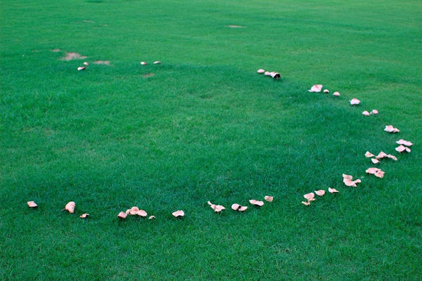 How to Stop Fairy Ring Disease | Golf Course Lawn Store