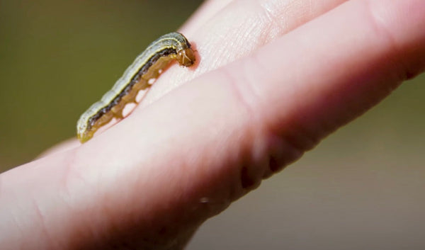 Armyworm Control: How to Get Rid of Armyworms Quickly | Golf Course ...