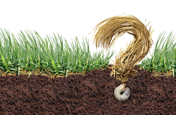 Grub Damage vs. Drought Stress | Golf Course Lawn Store