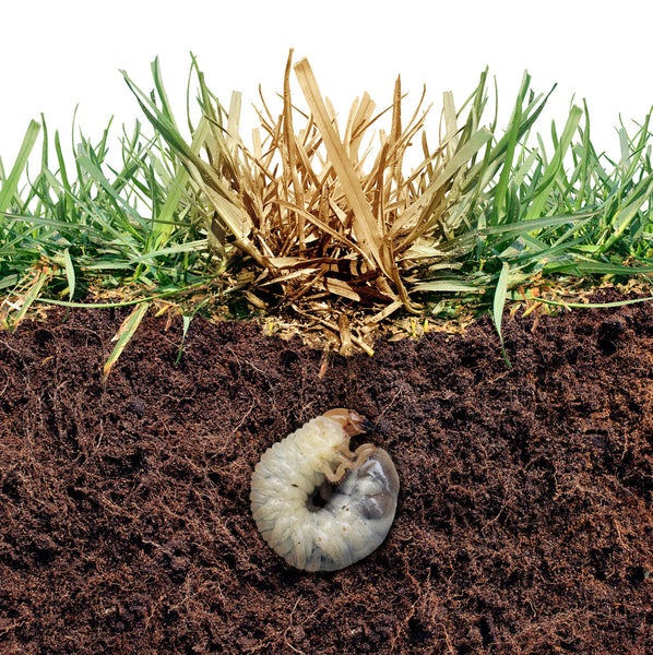 Grub Control: How to Get Rid of Grubs in Your Lawn
