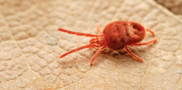 How to Get Rid of Chiggers | Golf Course Lawn Store