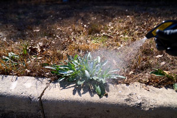 Best Weed Killer Spray for Lawns | Golf Course Lawn