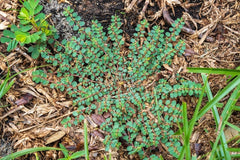 prostrate spurge weed