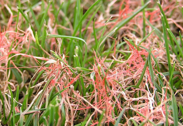 Red Thread Disease Control | Golf Course Lawn Store