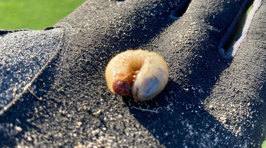 Effective Treatment for Armyworms, Grubs, and Billbugs