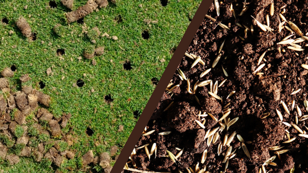 Aeration and Overseeding | Golf Course Lawn Store