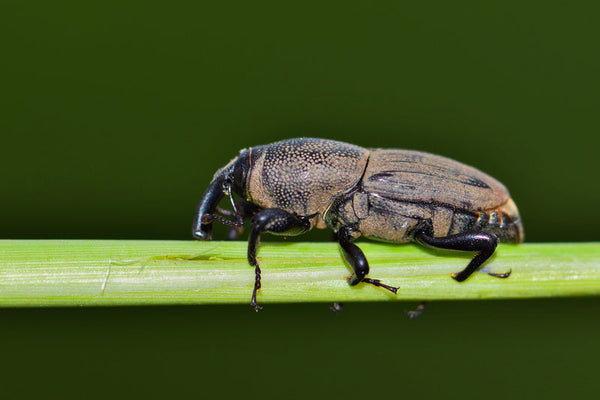 How to Stop Billbugs and Weevils | Golf Course Lawn Store