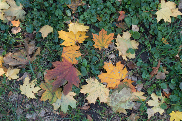 The Guide to Fall Weed Control | Golf Course Lawn Store