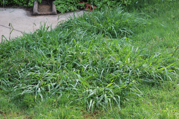 Identify Grassy Weeds in Lawn | Golf Course Lawn