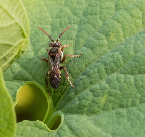 Getting Rid of Chinch Bugs | Golf Course Lawn Store