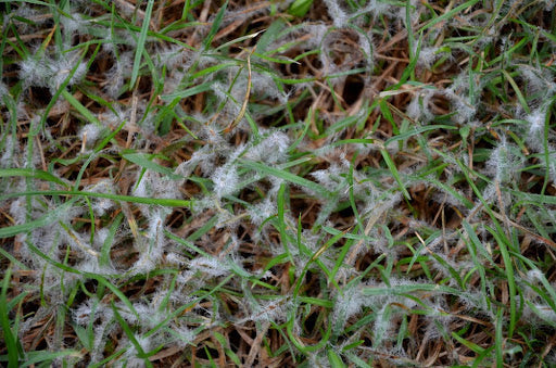 Preventing Winter Snow Mold | Golf Course Lawn Store