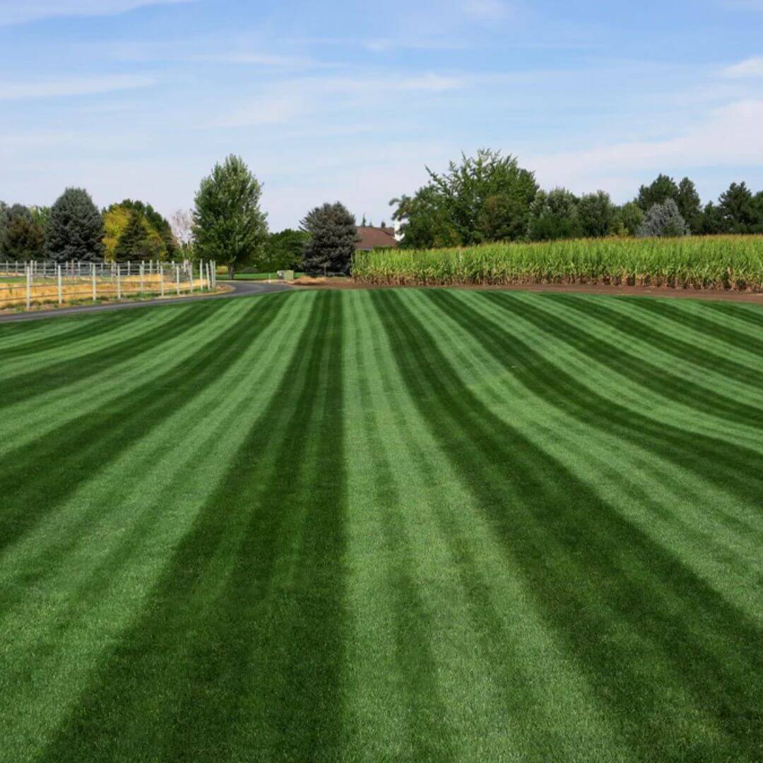 Premium Double Dark Green (KBG/PR) Grass Seed | Golf Course Lawn Store