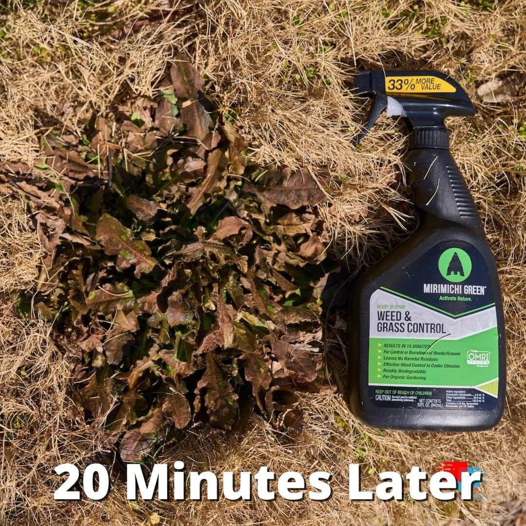Organic Weed Control - Concentrate | Golf Course Lawn Store